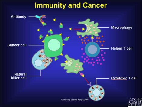 Understanding Cancer Series: The Immune System - TheBody.com