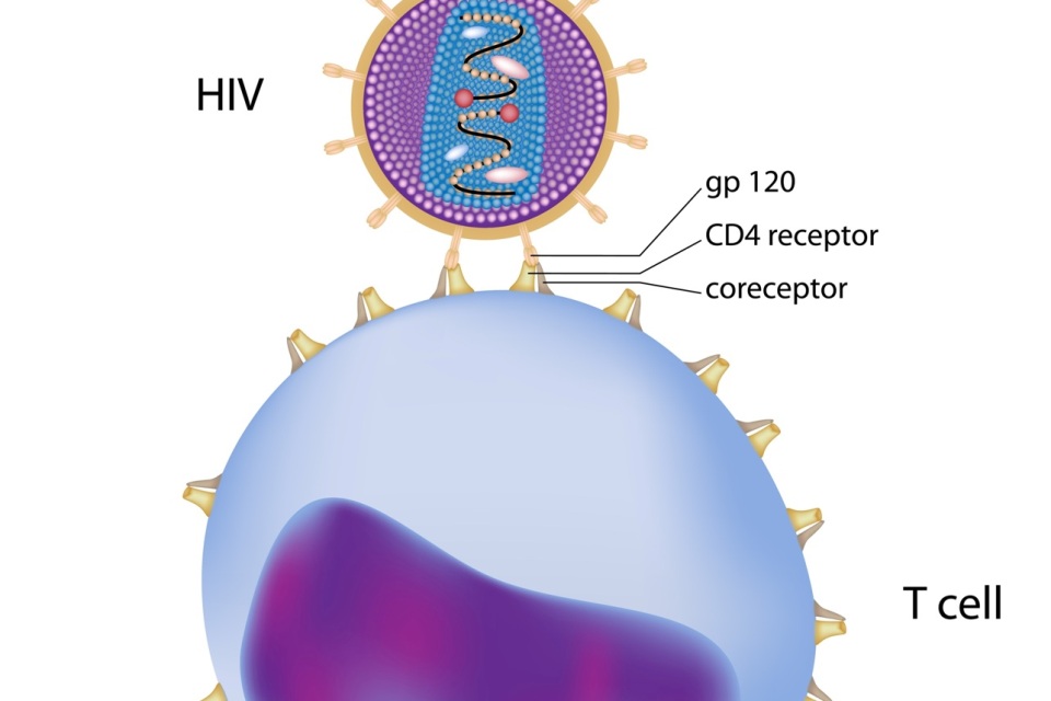 Understanding CD4 Cells And CD4 Cell Tests TheBody