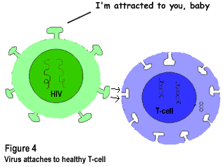 How HIV Damages the Immune System