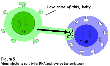How HIV Damages the Immune System