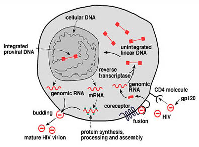 How HIV Causes AIDS - TheBody.com